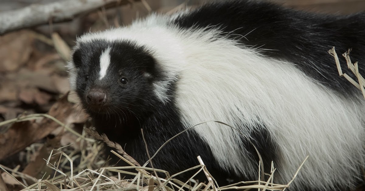 3 types of skunks You must know