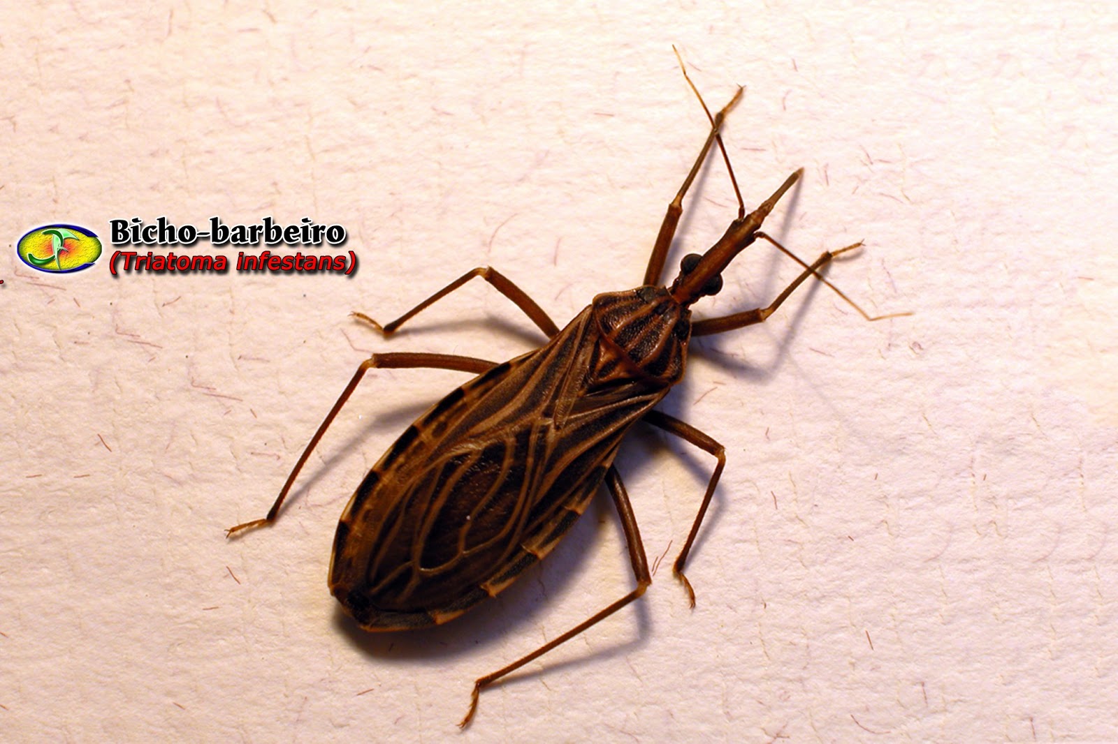 Zoologia: Barbeiro (Triatoma infestans)