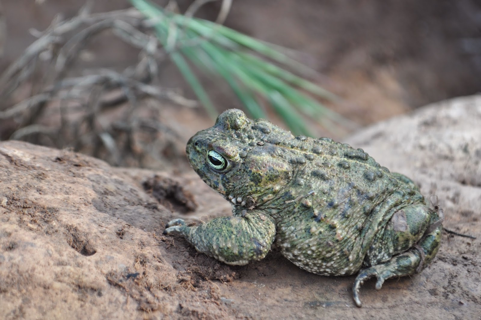 ZOOTOGRAFIANDO (6.096 ANIMALS): SAPO CORREDOR / NATTERJACK TOAD ...