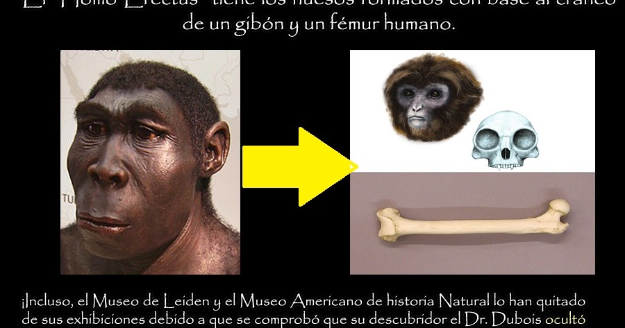baeeprojects: LA VERDAD SOBRE EL HOMO ERECTUS