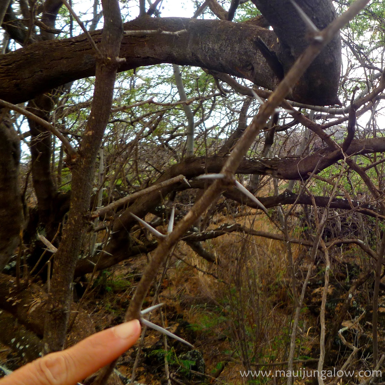 Maui Jungalow: Harvesting and Eating Wild Kiawe (Hawaiian Mesquite): A ...