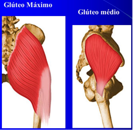 Fisioterapia em Traumato-Ortopedia Baseada em Evidências: EMG do Glúteo ...