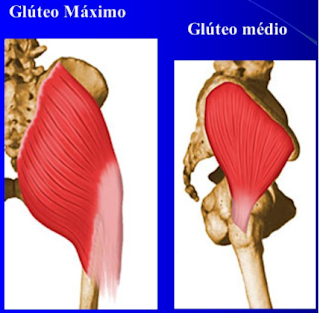 Fisioterapia em Traumato-Ortopedia Baseada em Evidências: EMG do Glúteo ...