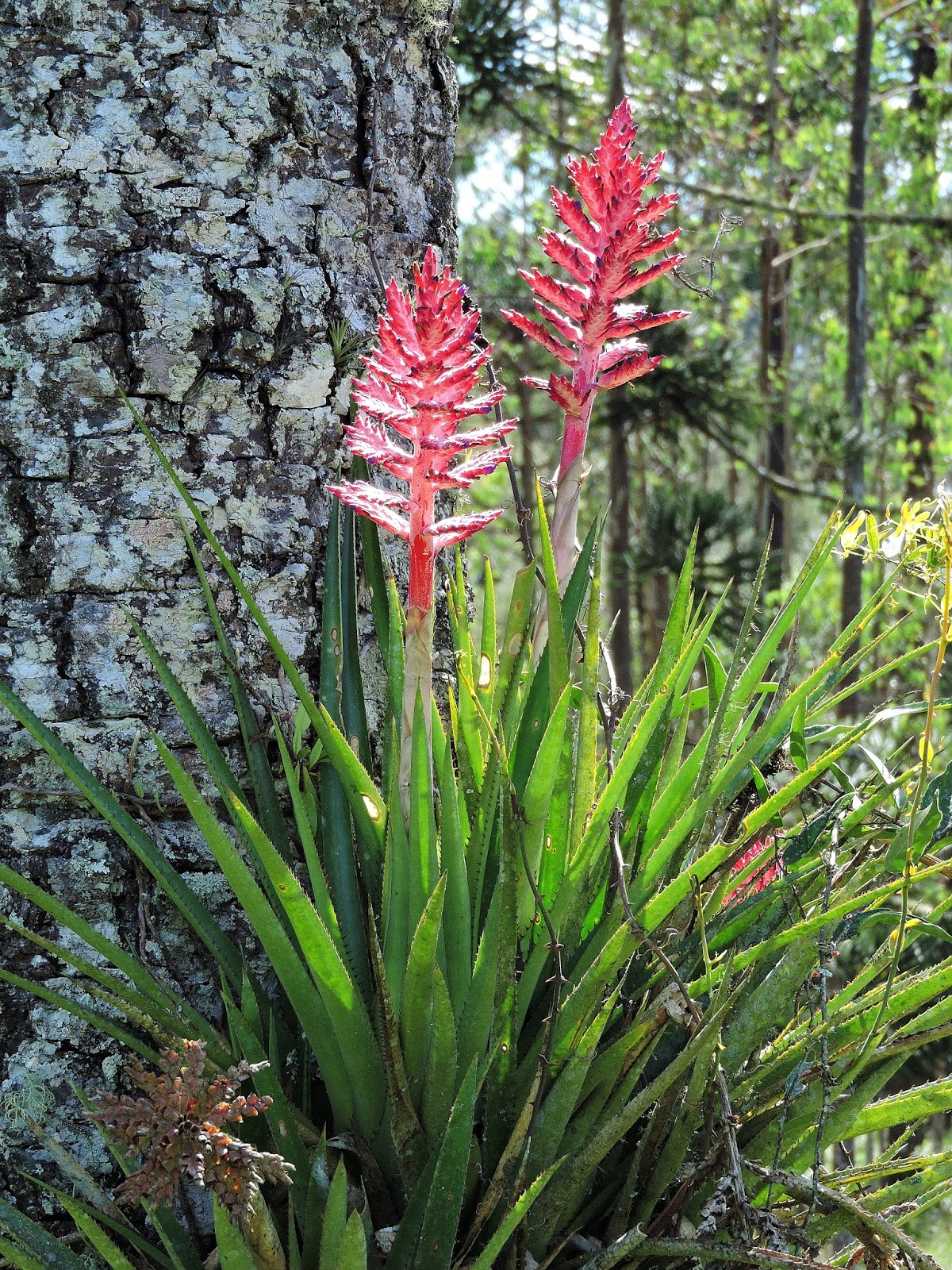 BUTZKE AGRÍCOLA E FLORESTAL - TAIÓ/SC: Aechmea distichantha (Bromélia)