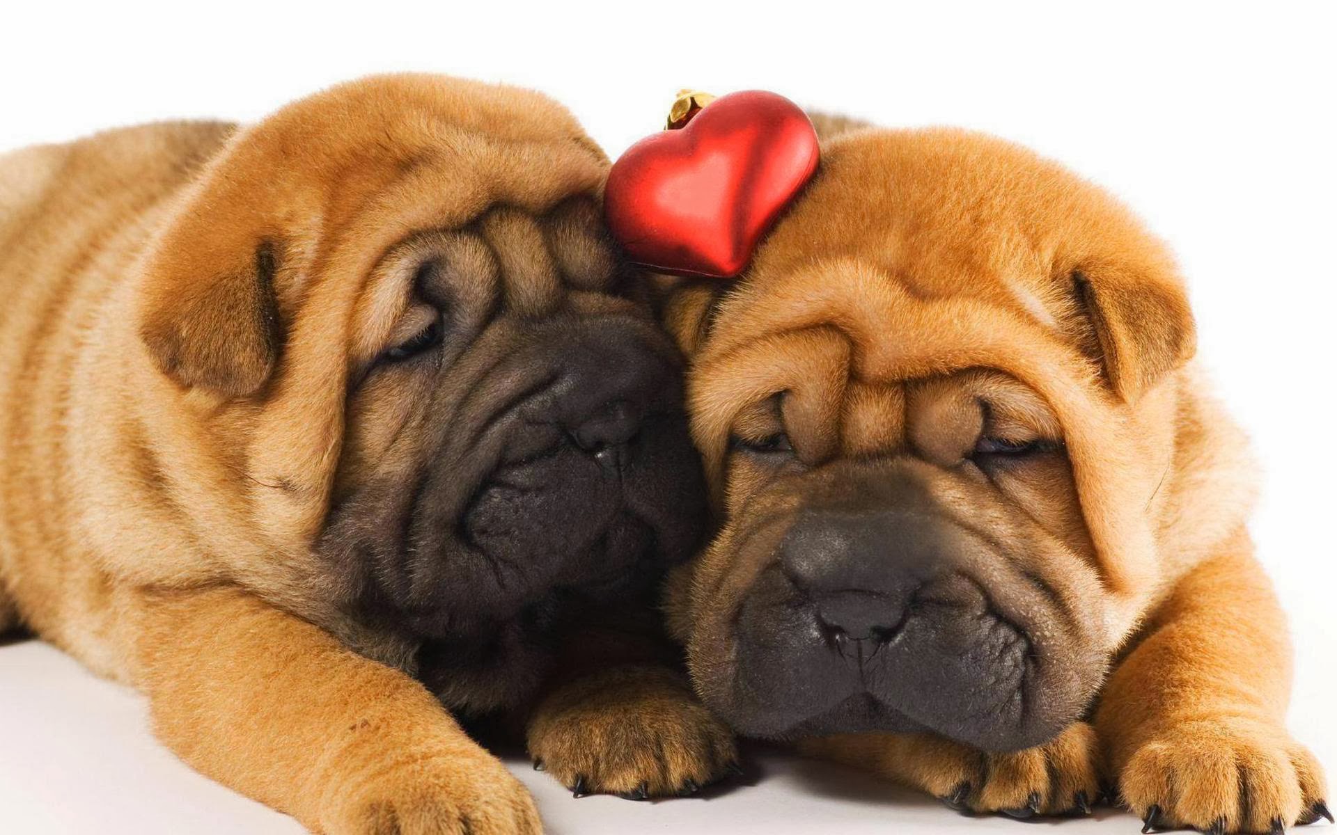 Fotos de perros shar pei - Imagui