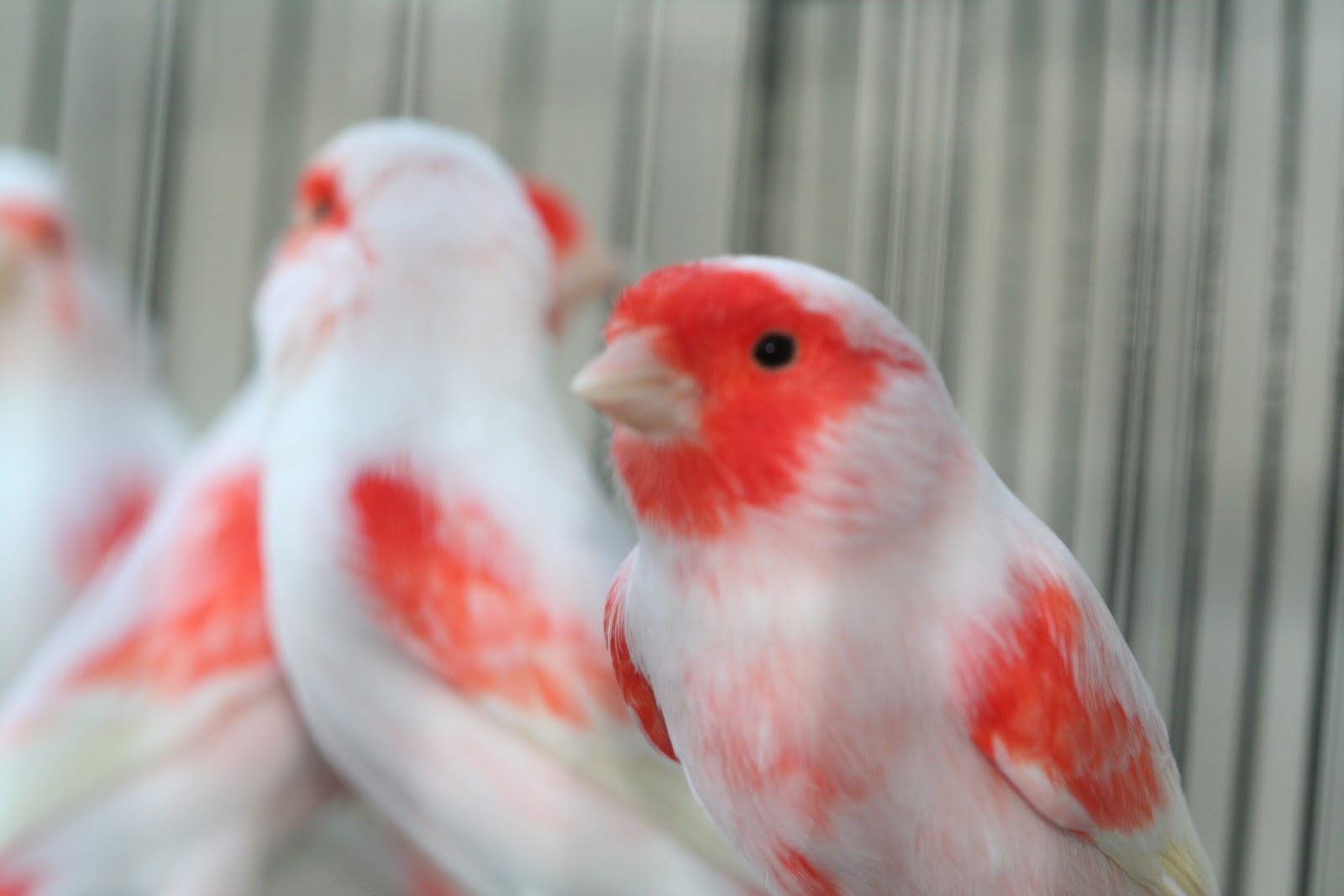 Silva's Birds: Color Canaries 1