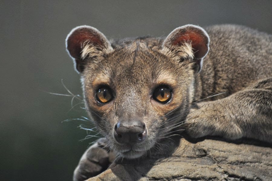 Critter Sitter's Blog: Meet the Fossa