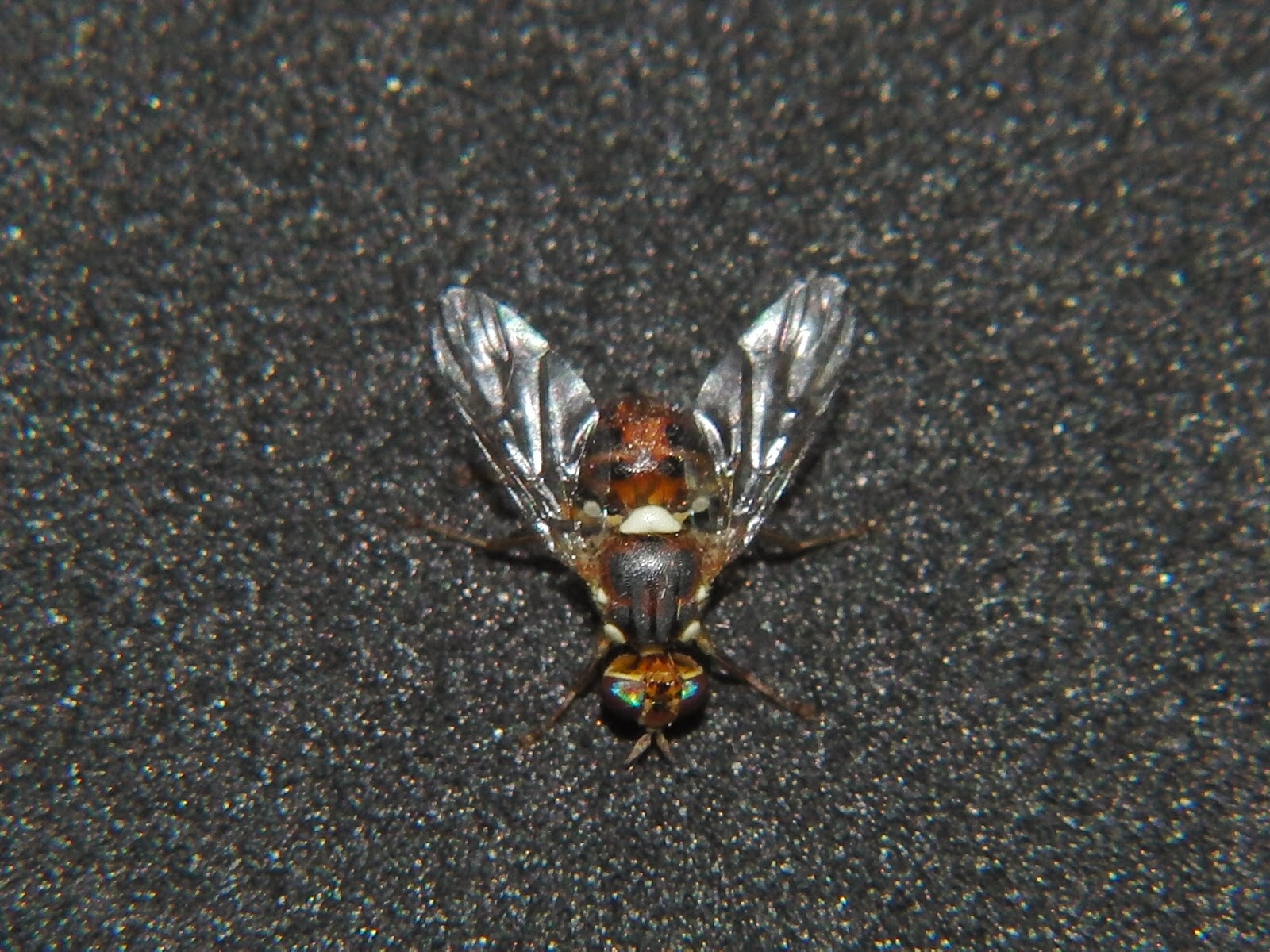VILLENATURA: Bactrocera oleae