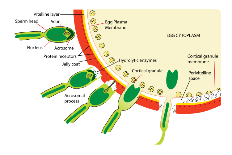 METABOLISME FERTILISASI | YANJUZ
