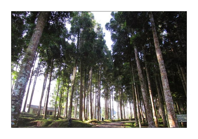 4 Fungsi Akar pada Tumbuhan ~ Ruana Sagita