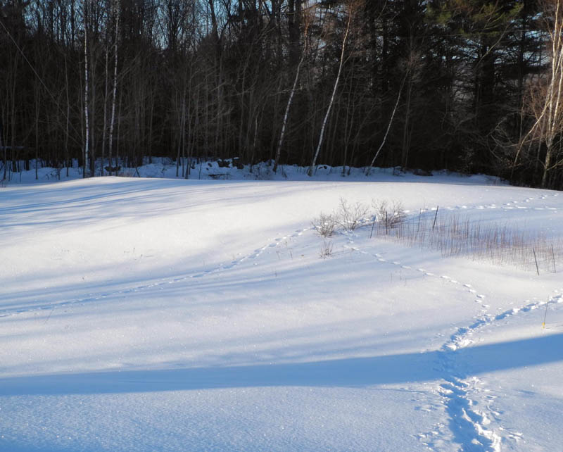 Studio and Garden: Blue Shadows on Snow