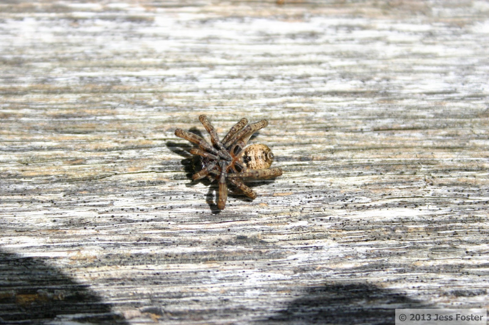Sluggin' Along: Dead Wolf Spider: Schizocosa or Tigrosa?