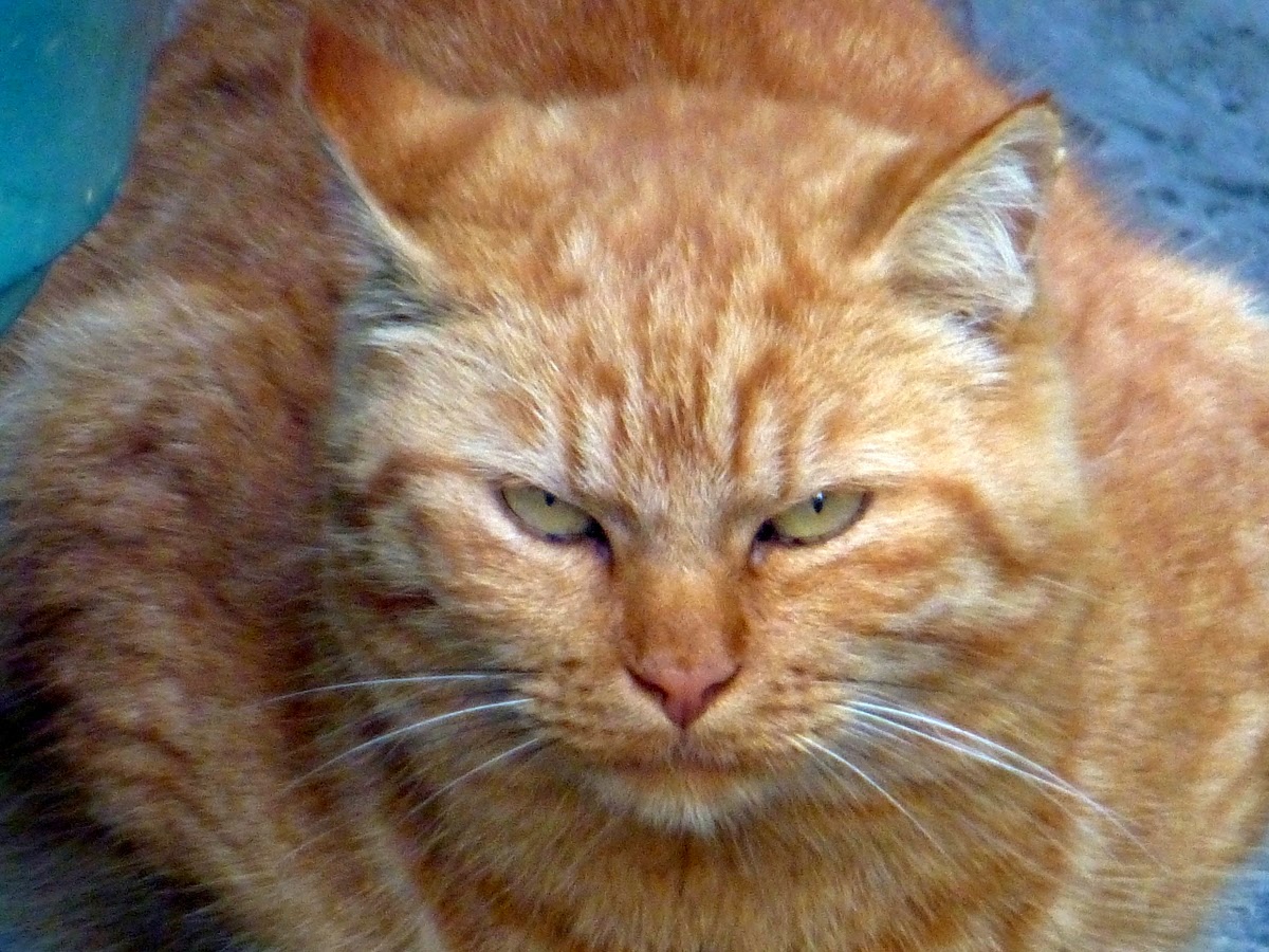 Les balades de Lison: Edmond, chat roux