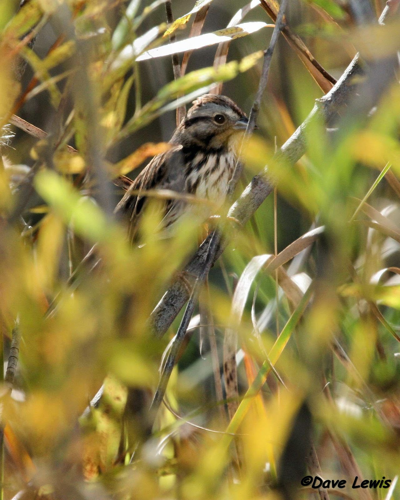 Birds from Behind : 08 June 2014