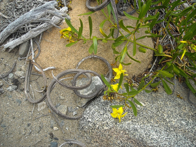 La naturaleza : Cacho de cabra (Skytanthus acutus)