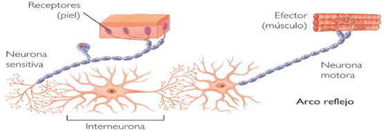 Biología Humana: SISTEMA NERVIOSO: Arco reflejo e impulso nervioso