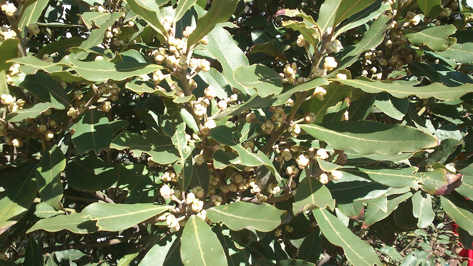 Guía Didáctica de Flora del Jardín del IES La Laboral: Laurel o Loro