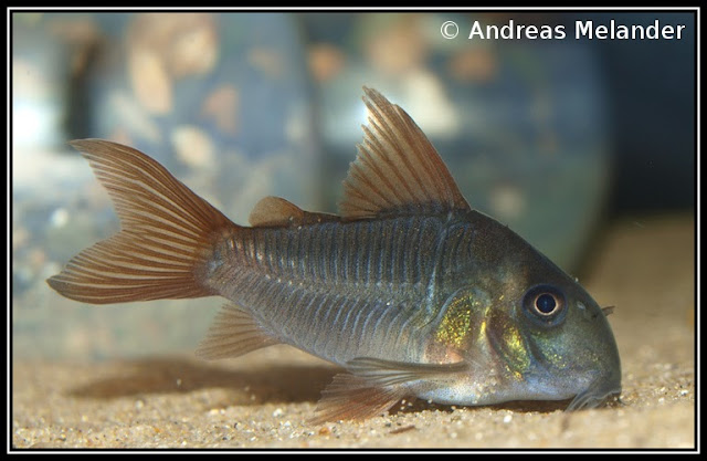 Melanders Aquarium: Photographs: Corydoras concolor