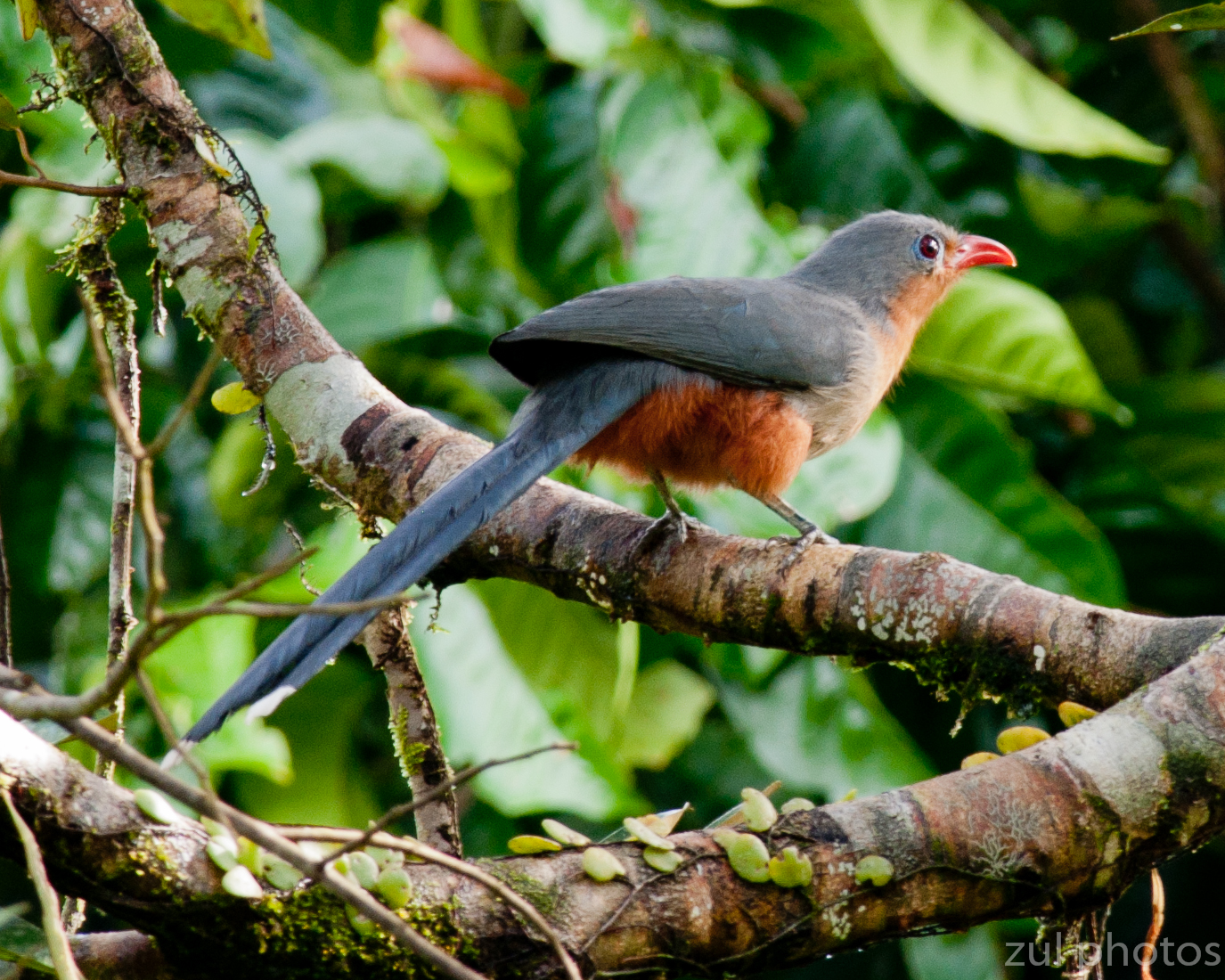 Zul Ya - Birds of Peninsular Malaysia: Red Billed Malkoha