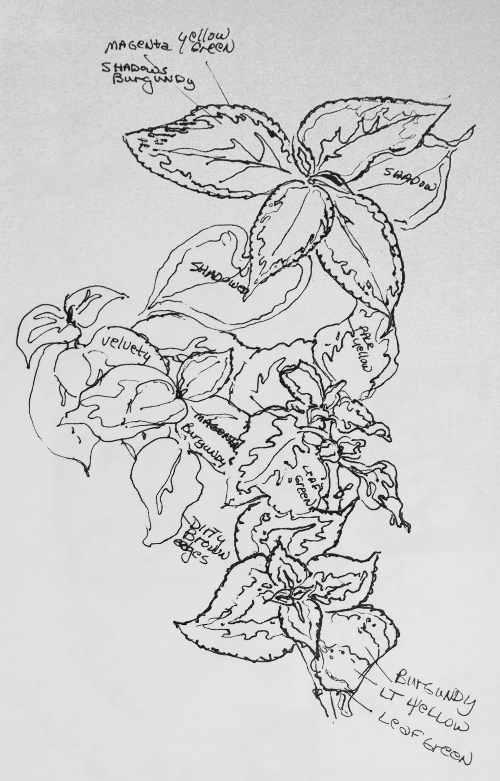 ARTIQUERYROSE: COLEUS: SKETCH AND NOTES