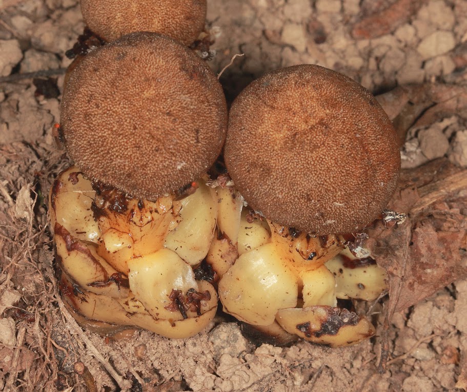 BunyipCo: September 2013