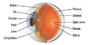 Lector Biometrico Retina: RECONOCIMIENTO DEL IRIS