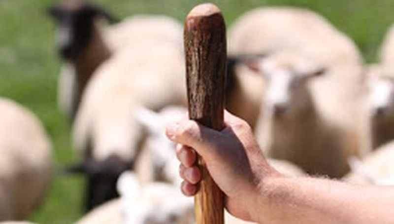The painful blow of the Shepherd’s rod - A Must Read Story