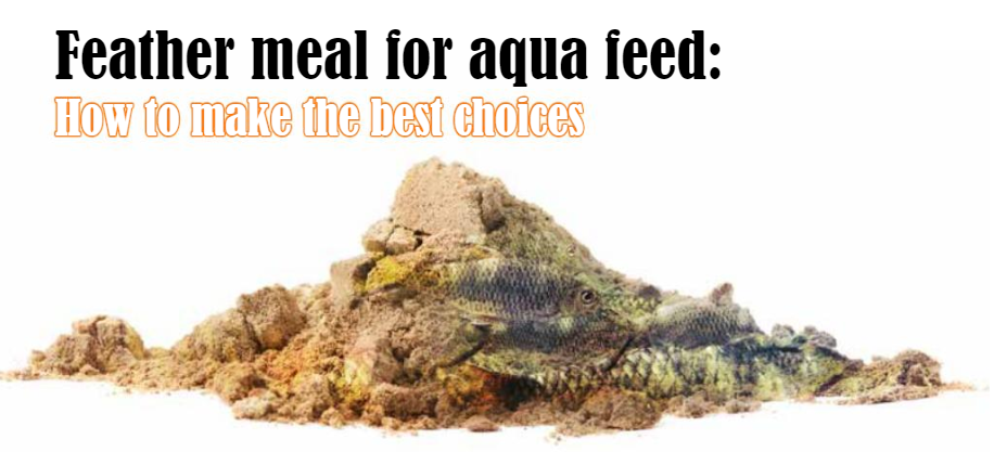 The Aquaculturists: Feather meal for aqua feed: How to make the best ...