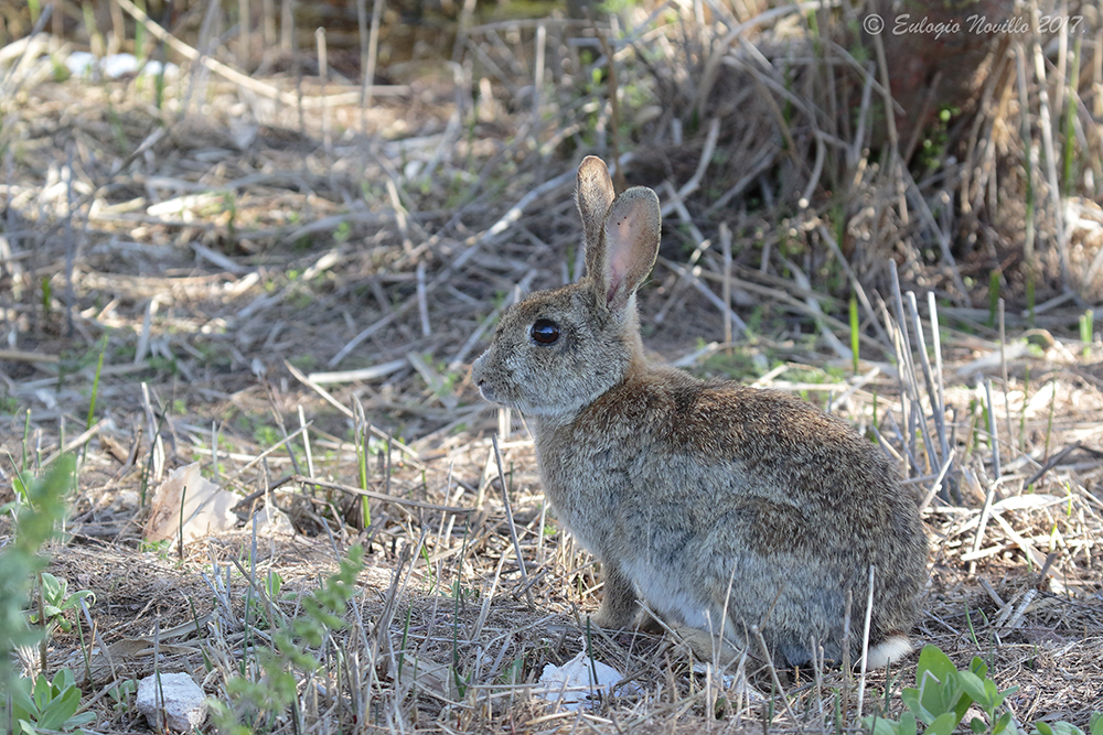 NATURALFOTO.: Conejo europeo (Oryctolagus cuniculus)