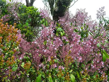 Nelu flowers- Strobilanthes-Horton plains in Sri Lanka | SL Flora