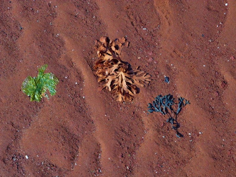 Enchanted Blue Planet: a surprise trip to Blomidon
