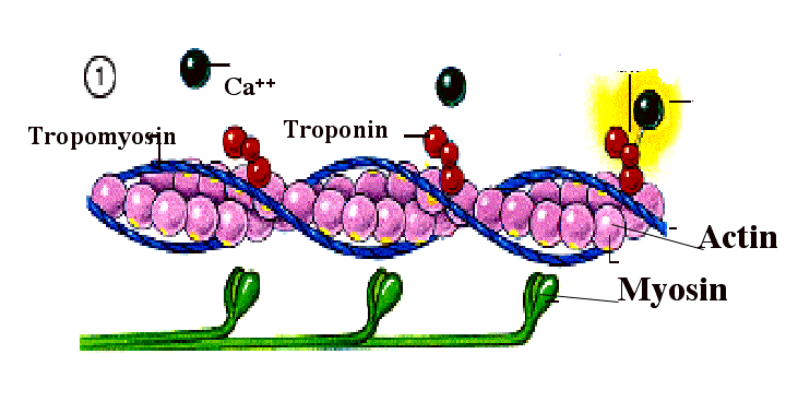Ciencias de Joseleg: La actina y la miosina