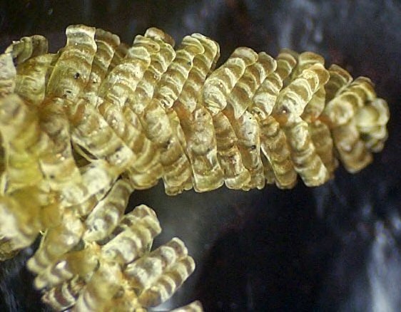 Flora de Puerto Rico Ilustrada Papo Vives: MUSGOS PLEUROCARICOS ...