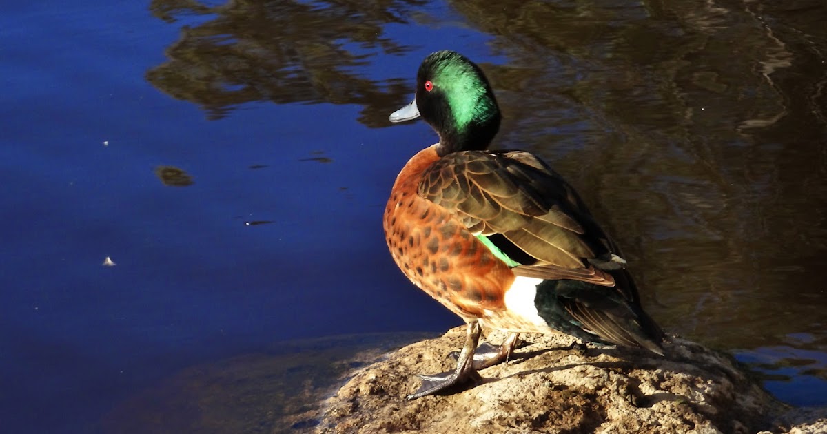 NixPages: CHESTNUT TEAL DUCK