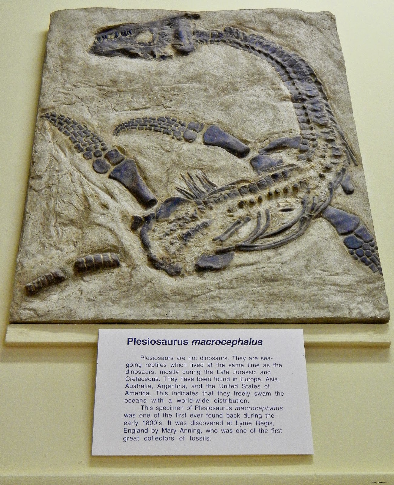 The Southwest Through Wide Brown Eyes: Dinosaurs Roaming Through ...