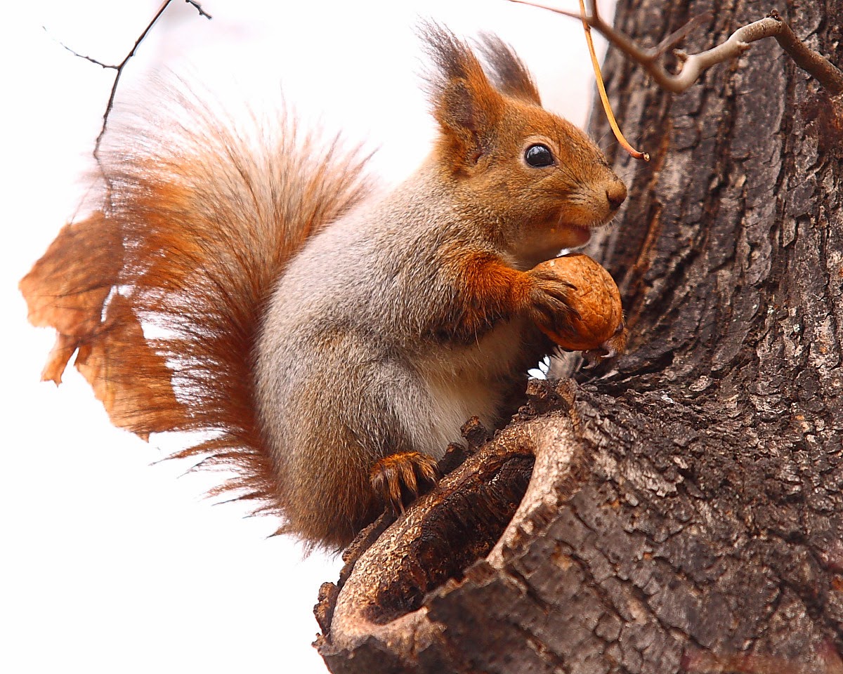 Factortigre: Esquilo