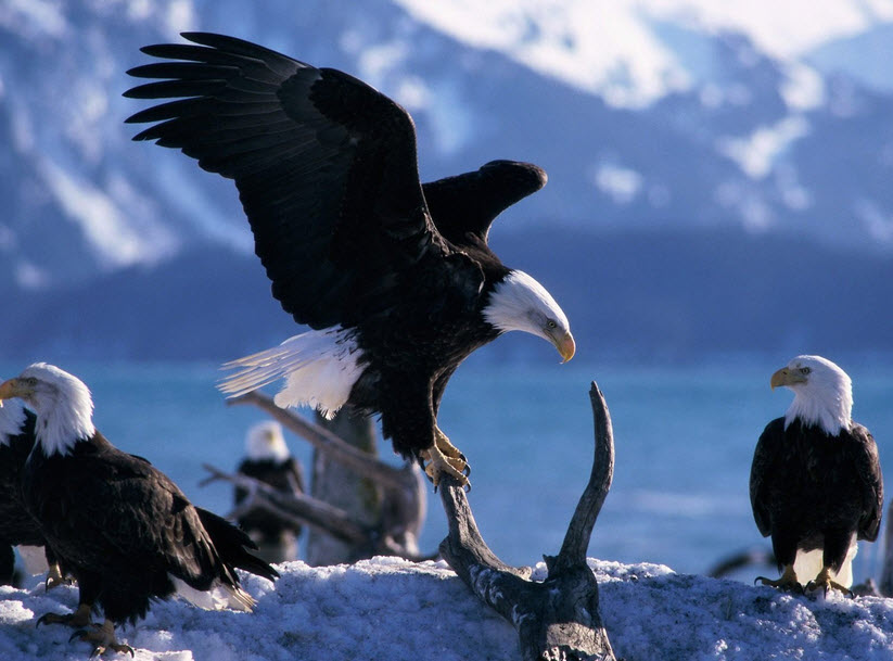 Bald Eagle | The Biggest Animals Kingdom