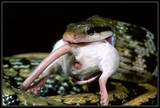 BREA VENENOS: ECOLOGÍA: IMPORTANCIA DE LAS SERPIENTES