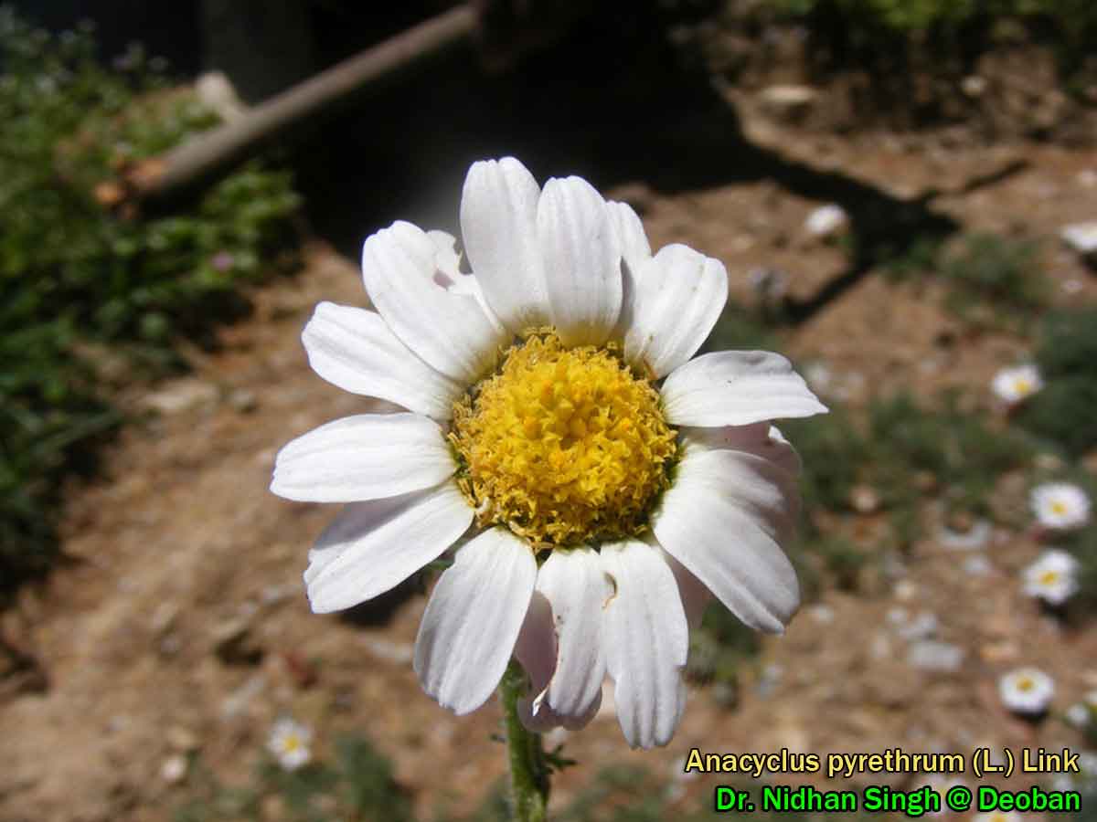 Medicinal Plants: Anacyclus pyrethrum
