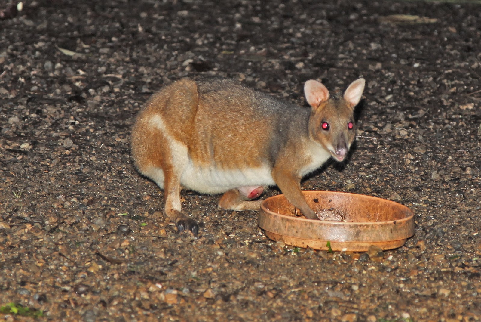 BunyipCo: The Red-legged Pademelon