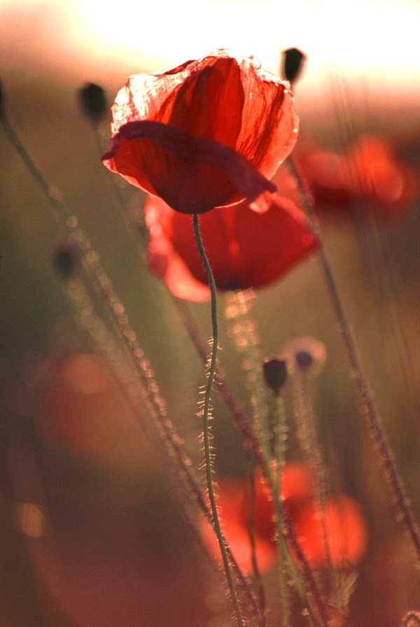 Beautiful Flower Photography for Your Inspiration