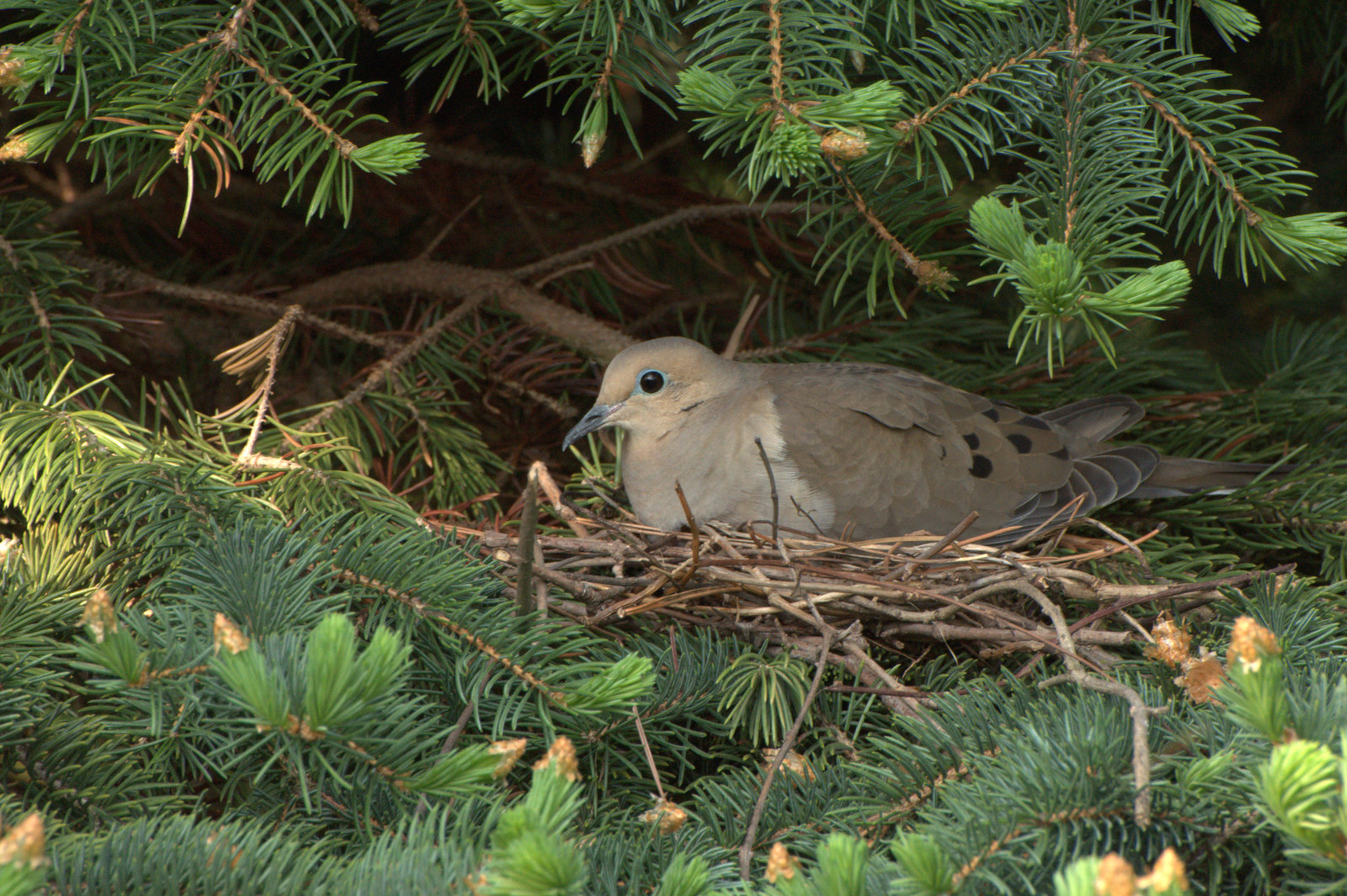 Seeing Beyond: Mourning Dove Nesting
