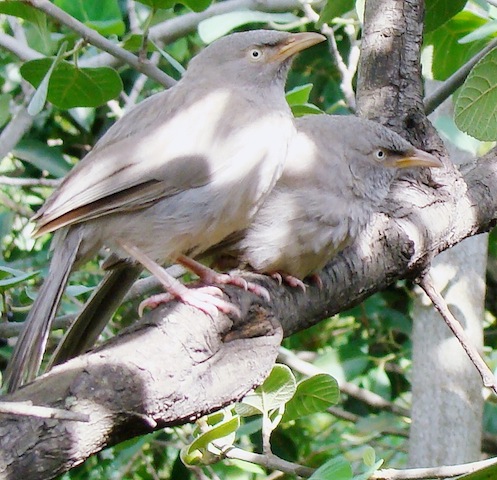 MOUNT ABU BIRDS MY PERSONAL COLLECTION: MOUNT ABU BIRDS MY PERSONAL ...