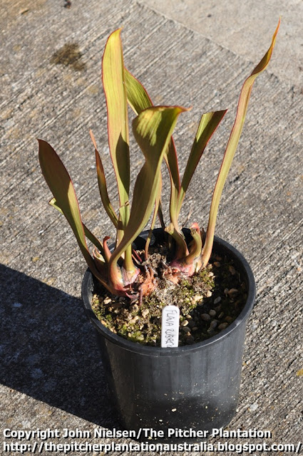 The Pitcher Plantation, Australia: Depotting, division, rhizome ...