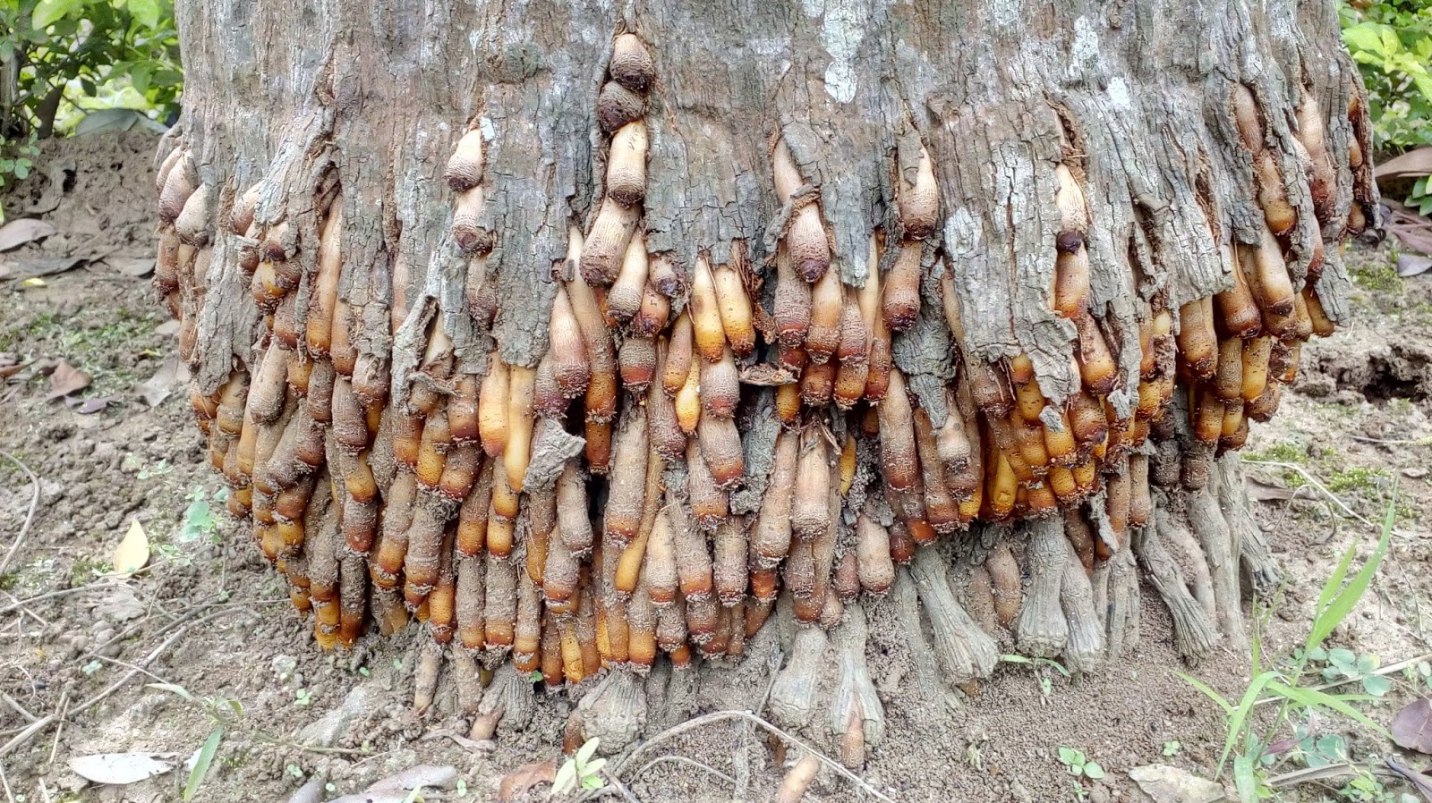 TYPES OF ROOTS IN COCONUT