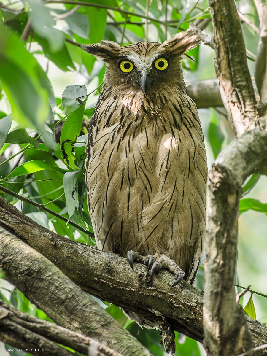 B u r u n g K e l i l i n g R u m a h .....: Ketuk Ketampi ( Buffy Fish ...