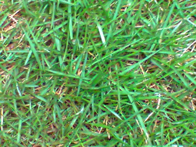 Rumput Swiss | Pembuatan Taman ~ Jasa Tukang Taman KARYA ALAM LANDSCAPE