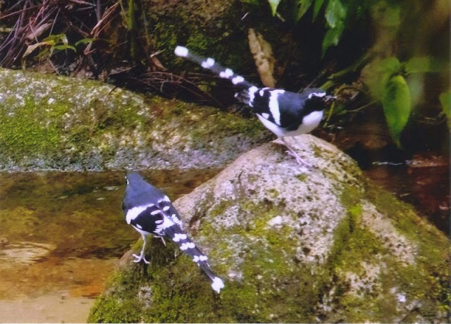 キャメロン サービス / CAMERON SERVICE : 10. バードウオッチング/ 鳥の写真を撮る、キャメロンハイランド, マレーシア。