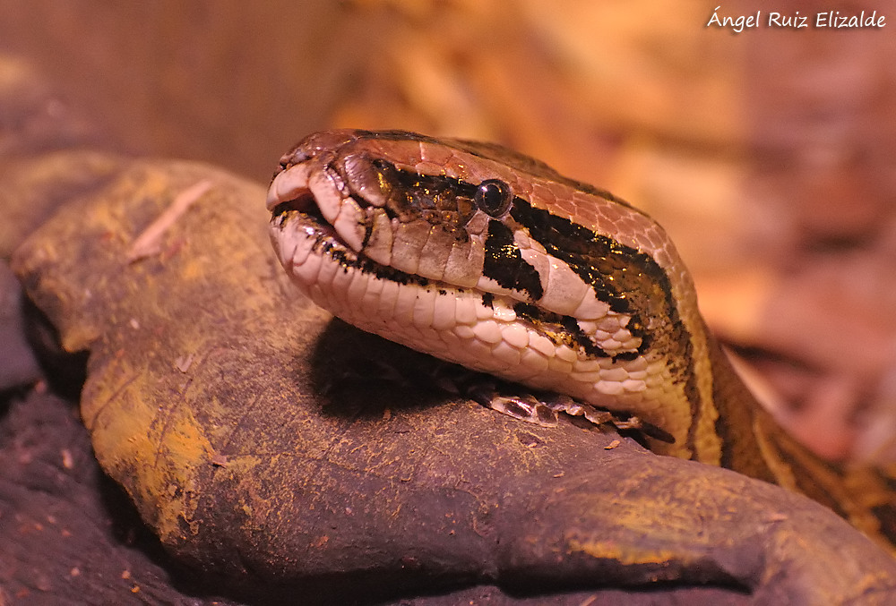 Aves de la Ría de Ajo: junio 2011