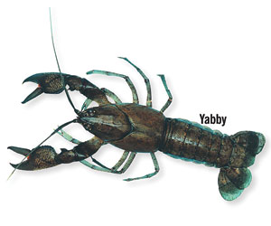 Outback Snack: Yabby Aussie Crawfish Crayfish